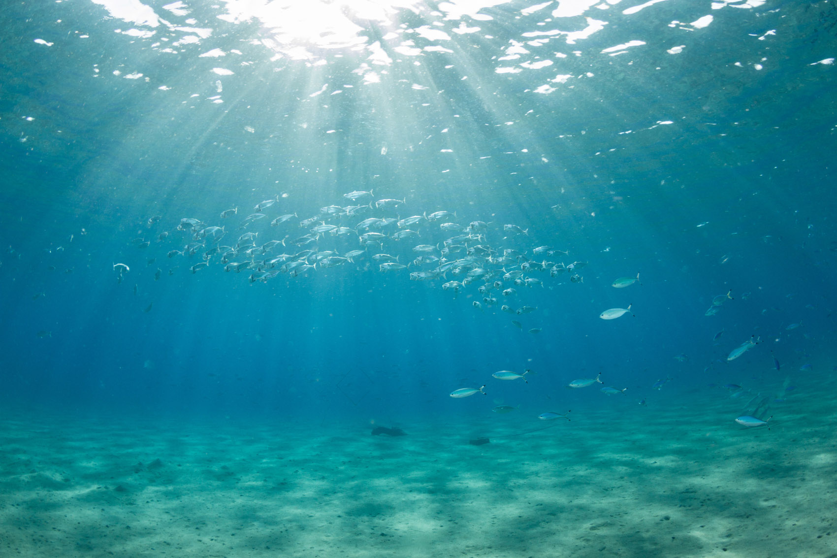 Plancton: il nuovo cibo per la tua dieta