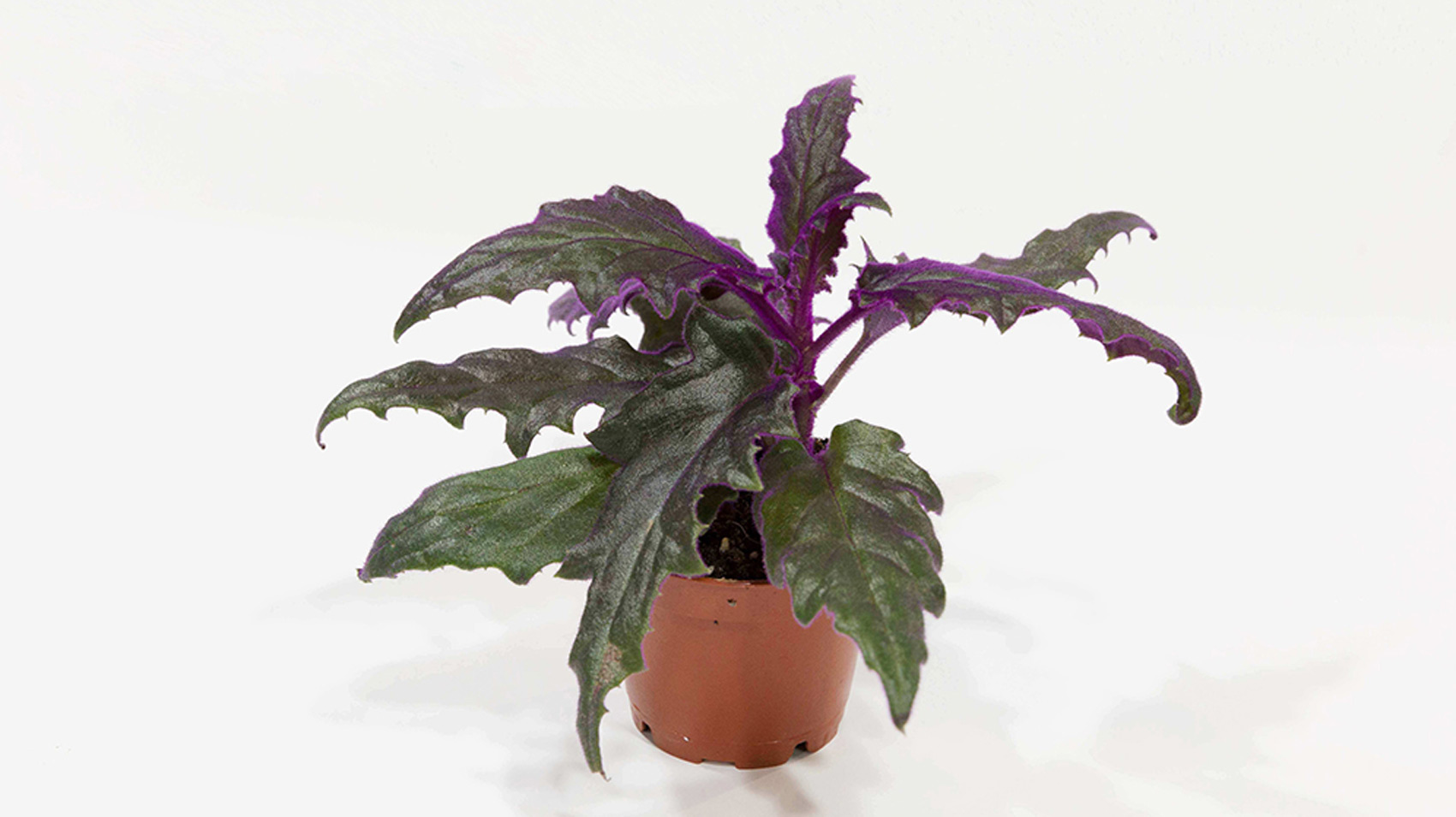 Mini piante di grande effetto: quali sono e come coltivarle