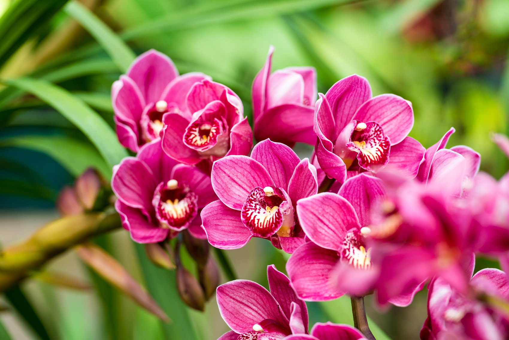 Cymbidium, l'orchidea che cresce bene anche all'aperto: come si coltiva