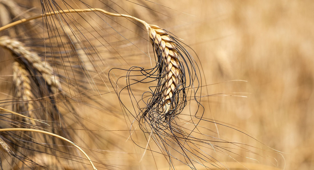 Come nasce una pasta di qualità: il re dei grani duri italiani - Starbene